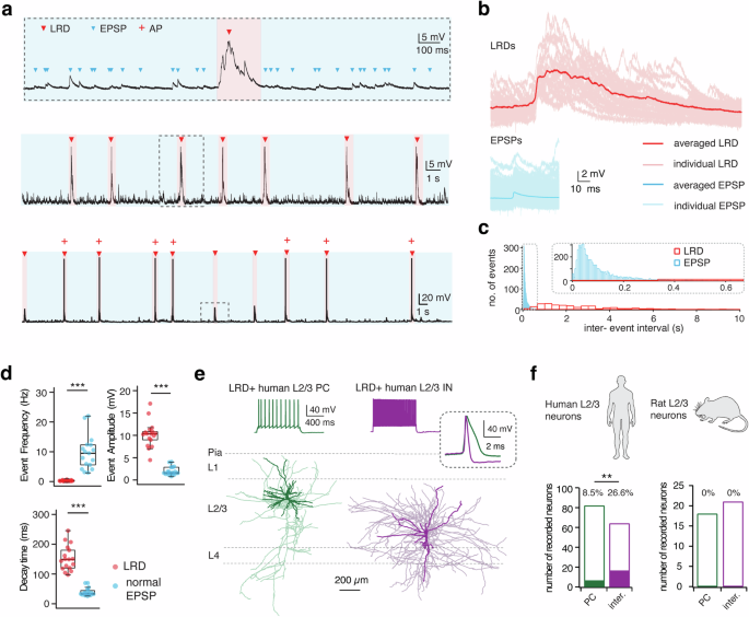 Modulation of large rhythmic depolarizations in human large basket ...