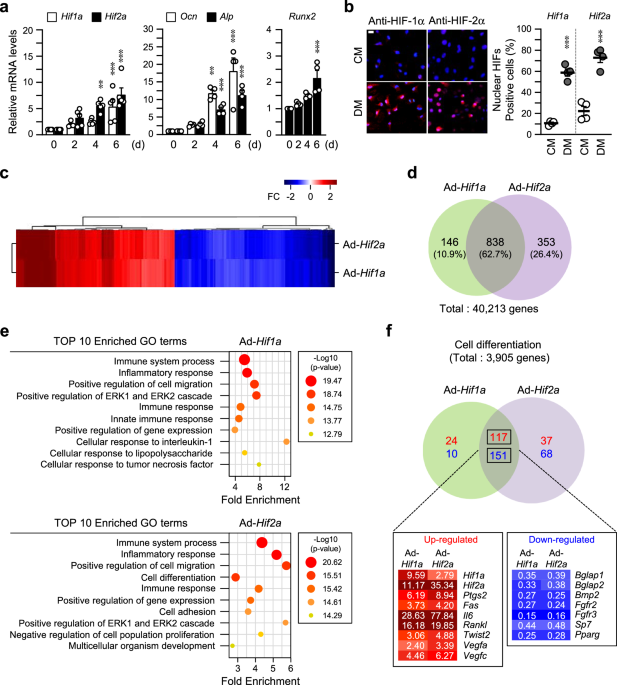 Differential but complementary roles of HIF-1α and HIF-2α in the ...