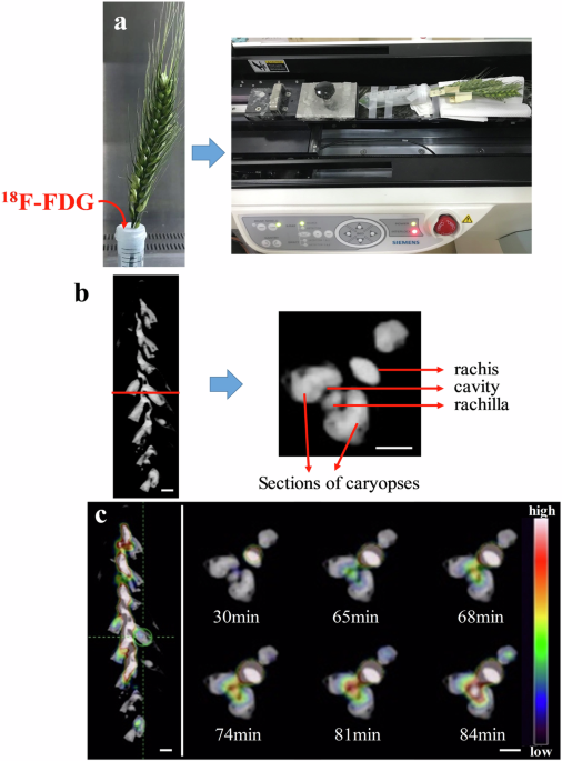 Transport and spatio-temporal conversion of sugar facilitate the ...