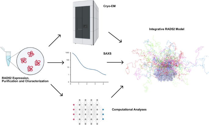An integrative structural study of the human full-length RAD52 at 2.2 Å ...