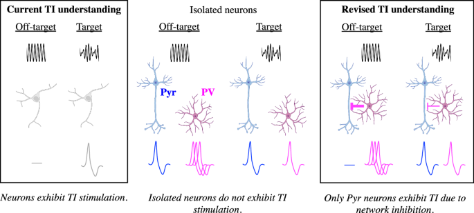 Cell-specific effects of temporal interference stimulation on cortical ...