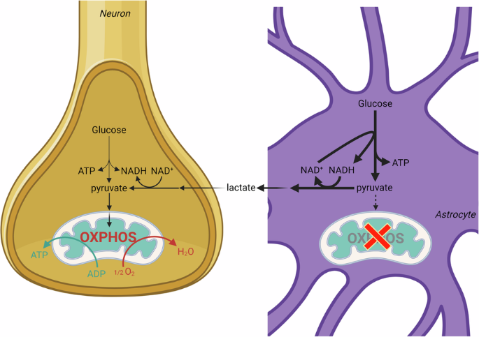 Cell-specific expression of key mitochondrial enzymes limits OXPHOS in ...