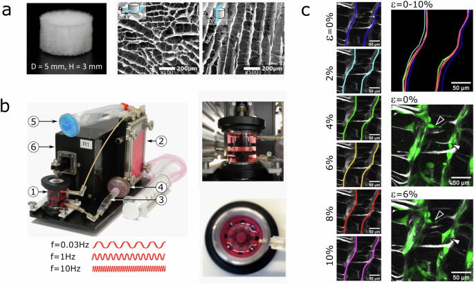 Temporal regulation of BMP2 growth factor signaling in response to mechanical loading is linked ...