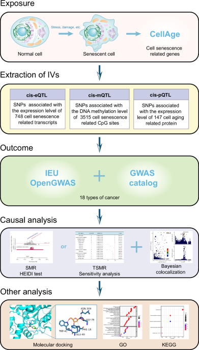 Mendelian randomization reveals potential causal relationships between ...