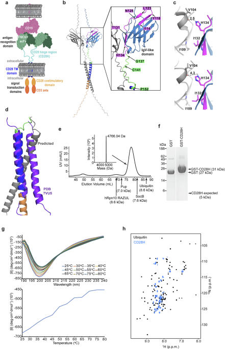 CD28 hinge used in chimeric antigen receptor (CAR) T-cells exhibits ...