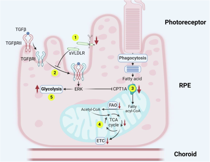 Deficient RPE mitochondrial energetics leads to subretinal fibrosis in ...