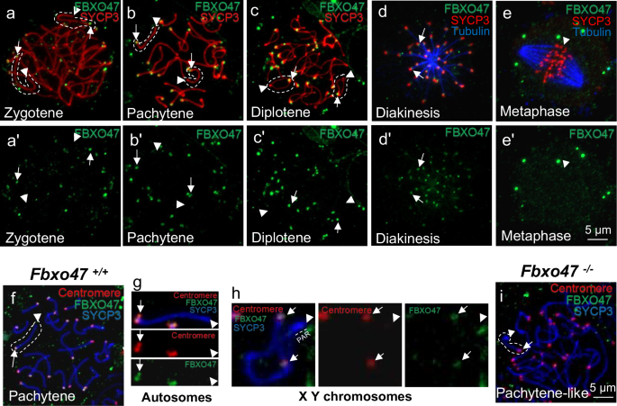 FBXO47 regulates centromere pairing as key component of centromeric SCF ...