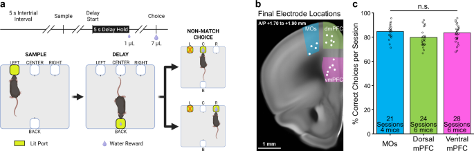 Divergent subregional information processing in mouse prefrontal cortex ...