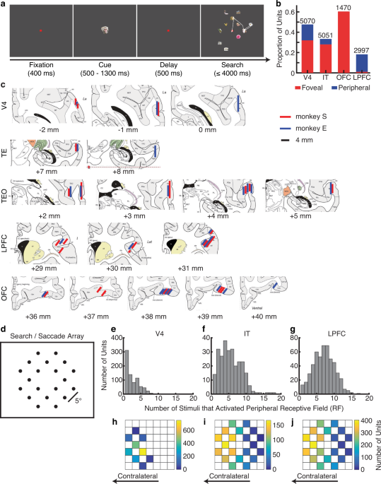 Distinct visual processing networks for foveal and peripheral visual ...