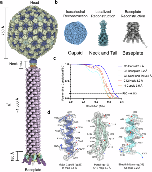 Cryo-EM analysis of Pseudomonas phage Pa193 structural components ...