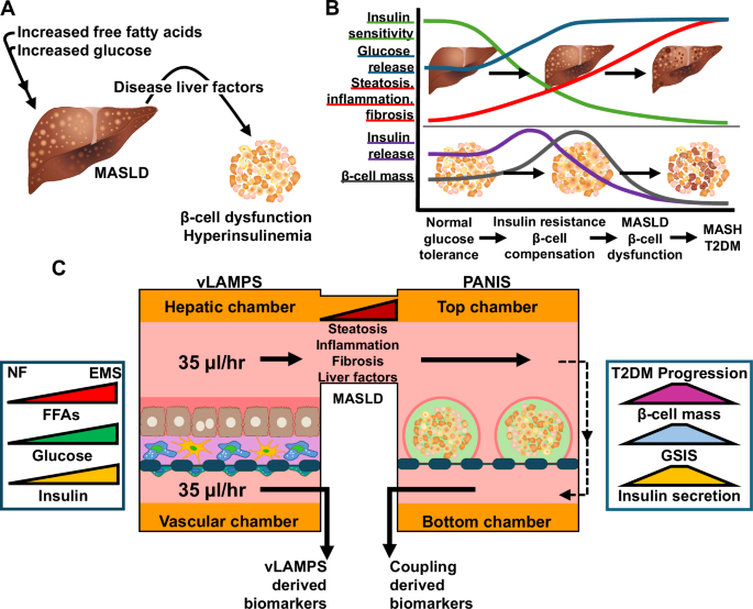 A metabolic dysfunction-associated steatotic liver acinus biomimetic ...