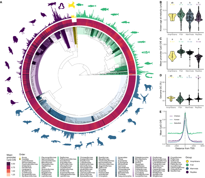 Universal prediction of vertebrate species age at maturity ...