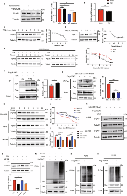 Interplay between acetylation and ubiquitination controls PSAT1 protein ...