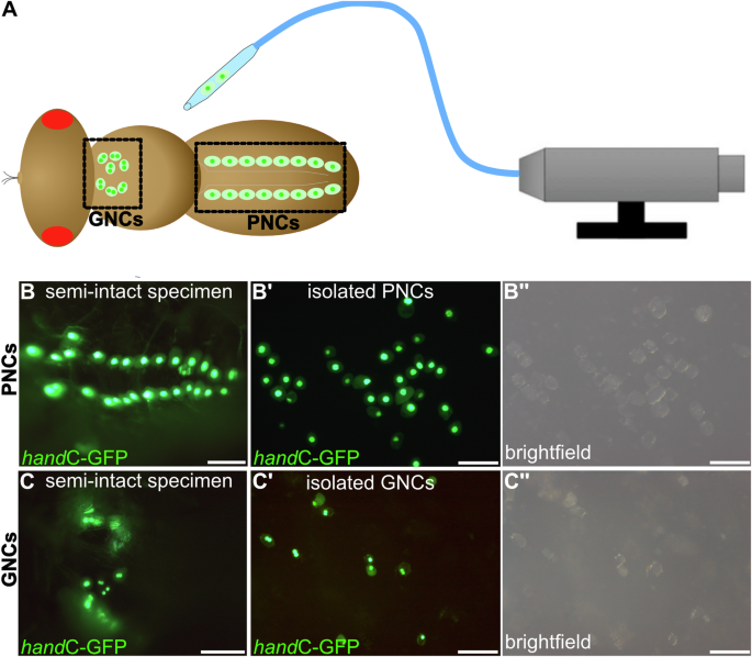 Combined Transcriptome And Proteome Profiling Reveal Cell Type Specific