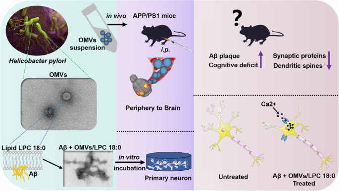 Helicobacter pylori outer membrane vesicles directly promote Aβ ...