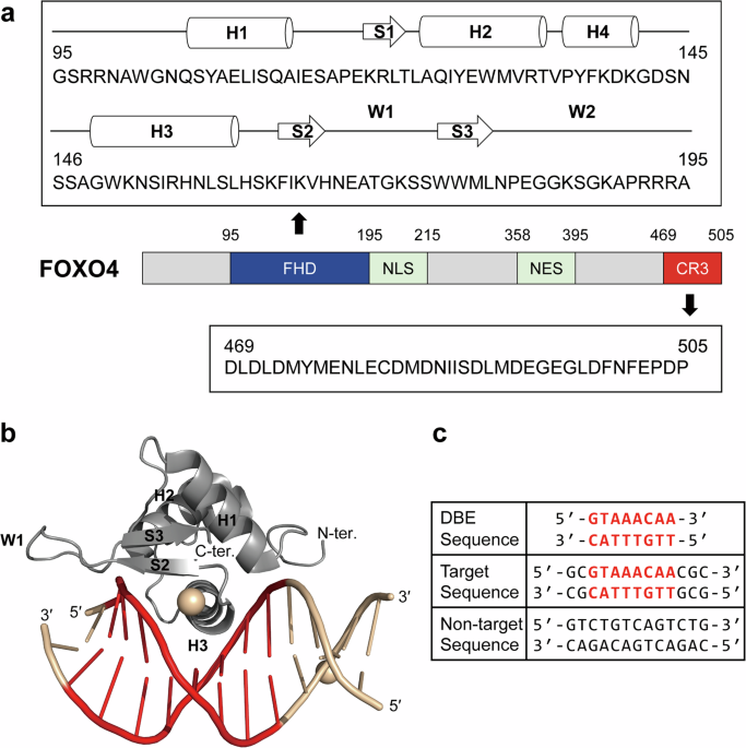 NMR investigation of FOXO4-DNA interaction for discriminating target ...