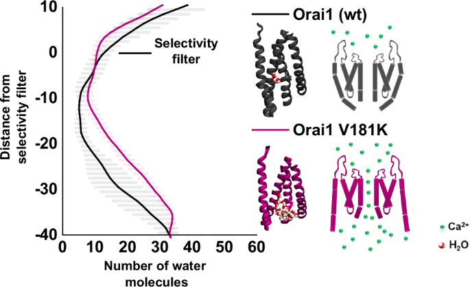 Water in peripheral TM-interfaces of Orai1-channels triggers pore ...