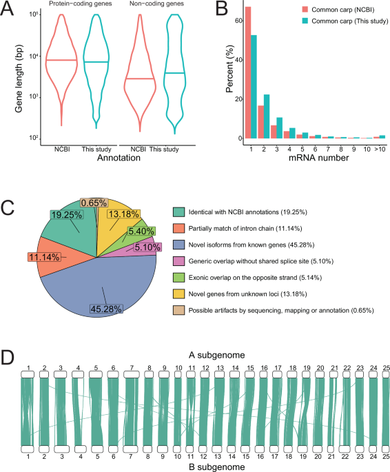 An improved transcriptome annotation reveals asymmetric expression and ...