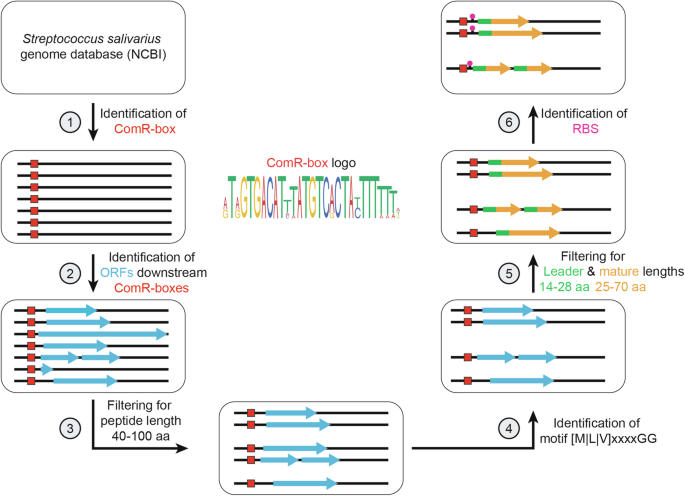 Uncovering the arsenal of class II bacteriocins in salivarius ...