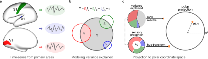 A function-based mapping of sensory integration along the cortical hierarchy | Communications ...