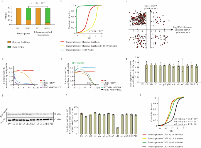 Infection with novel duck reovirus induces stress granule and ...