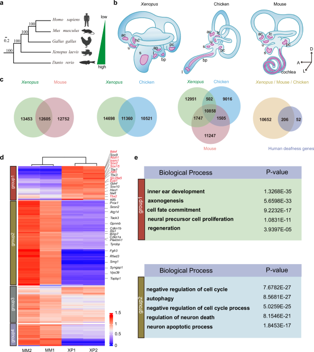 Single-cell atlas comparison across vertebrates reveals auditory cell ...