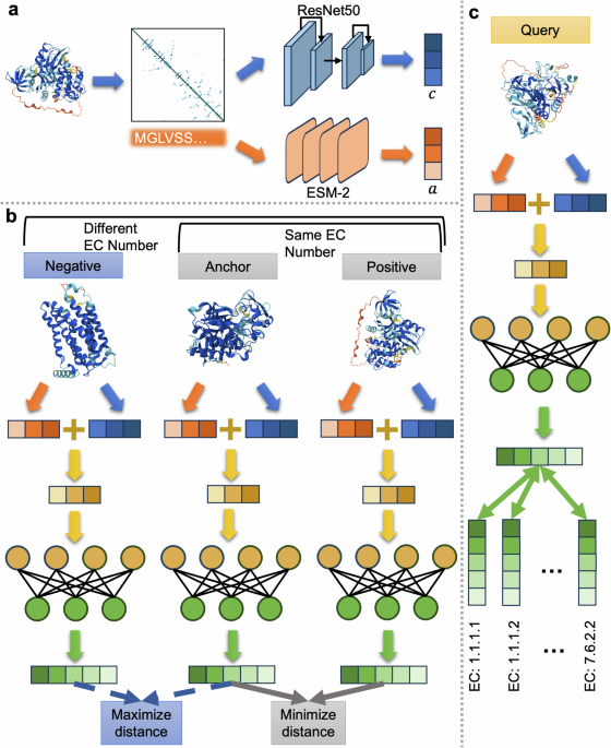 Improved enzyme functional annotation prediction using contrastive learning with structural ...