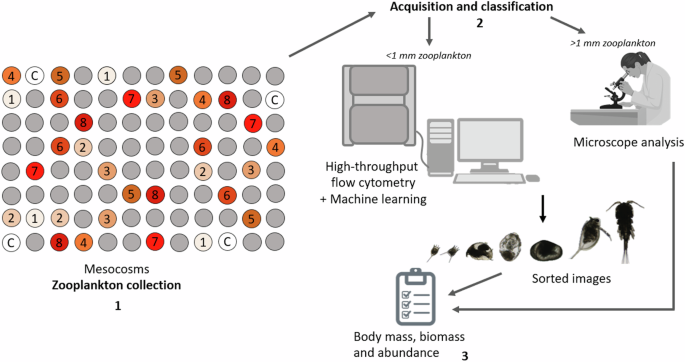 Warming alters plankton body-size distributions in a large field ...