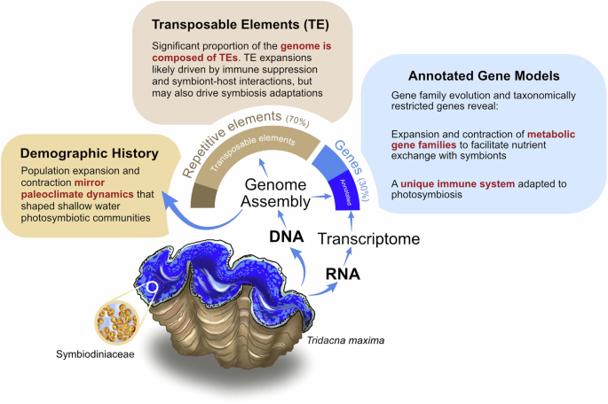 Photosymbiosis shaped animal genome architecture and gene evolution as ...