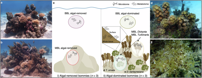 Invasive macroalgae shape chemical and microbial waterscapes on coral ...