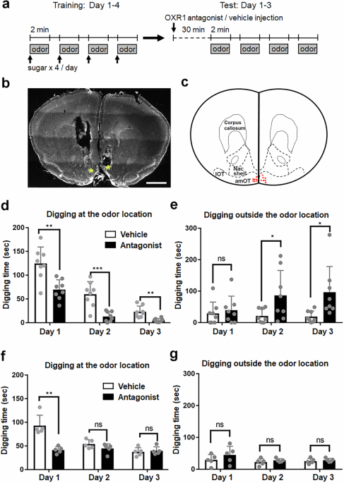 Function of orexin-1 receptor signaling in the olfactory tubercle in ...
