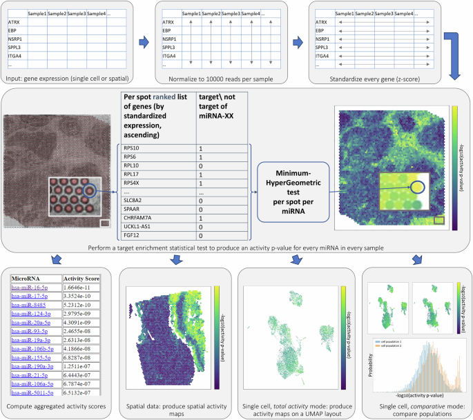 Inferring single-cell and spatial microRNA activity from transcriptomics data | Communications ...