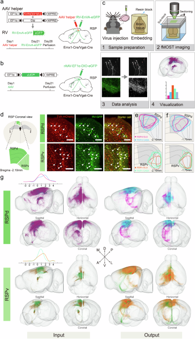 Dissection of the long-range circuit of the mouse intermediate retrosplenial cortex ...