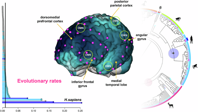 Cortical areas associated to higher cognition drove primate brain ...