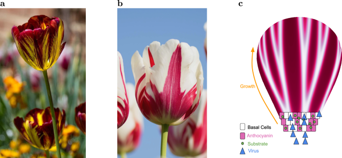 How the tulip breaking virus creates striped tulips | Communications ...
