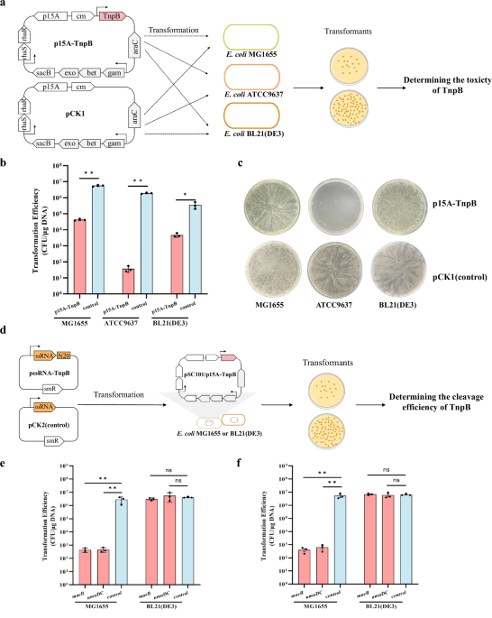 Characterization of the genome editing with miniature DNA nucleases ...
