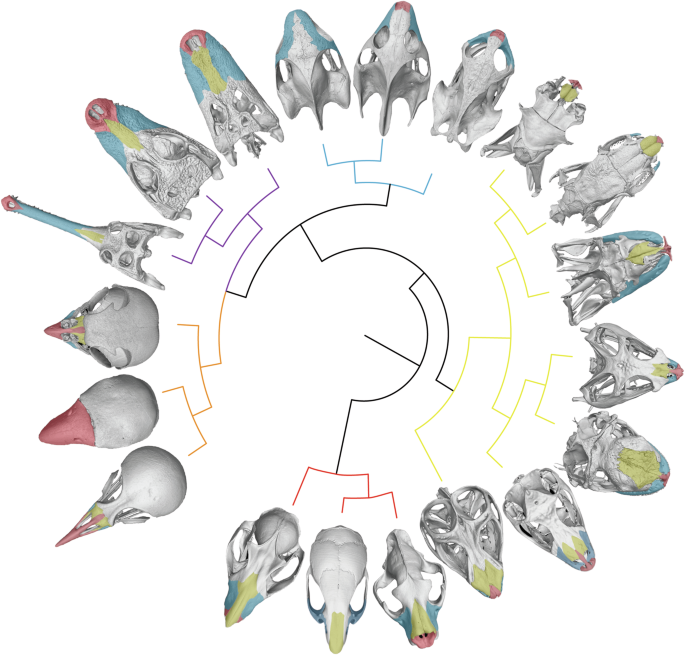 Sonic hedgehog and fibroblast growth factor 8 regulate the evolution of ...