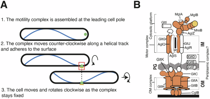 Structural model of a bacterial focal adhesion complex | Communications ...