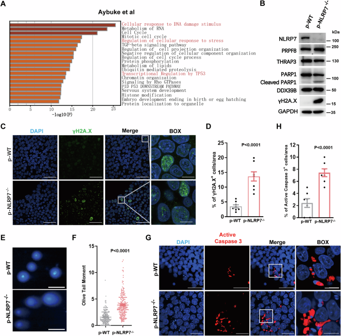 NLRP7 maintains the genomic stability during early human embryogenesis ...