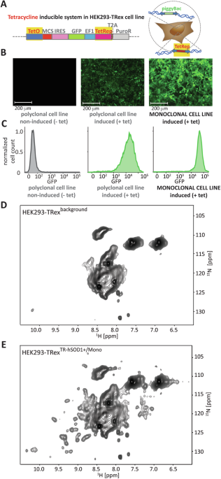 Protein structure and interactions elucidated with in-cell NMR for ...