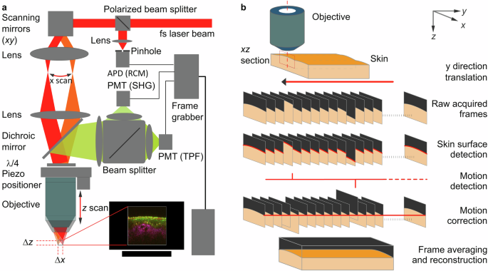 Motion-tolerant 3D volumetric multimodality microscopy imaging of human ...