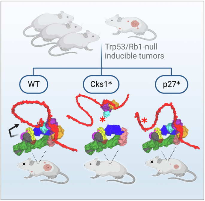 Distinct outcomes from targeted perturbations of the multi-subunit ...