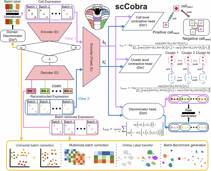scCobra allows contrastive cell embedding learning with domain ...