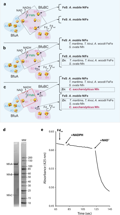 Cryo-EM reveals a composite flavobicluster electron bifurcation site in ...
