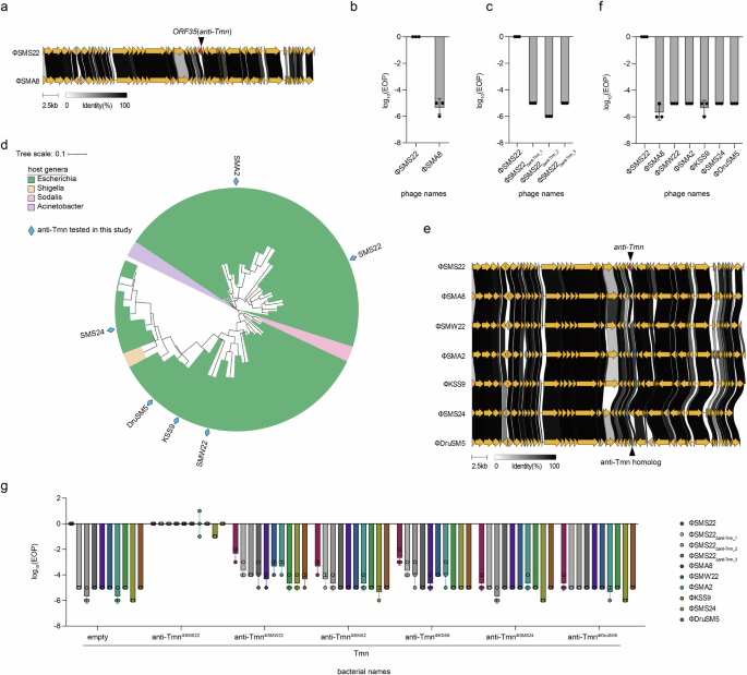 Phage engineering to overcome bacterial Tmn immunity in Dhillonvirus ...