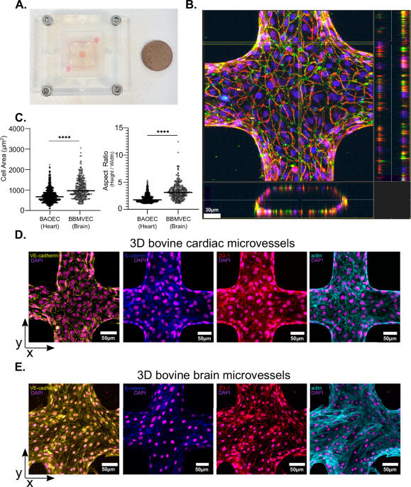 Bioengineered 3D microvessels and complementary animal models reveal ...
