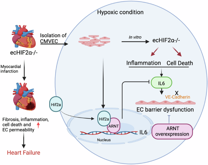 ARNT-dependent HIF-2α signaling protects cardiac microvascular barrier ...
