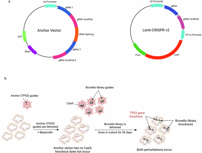 Comprehensive genomic dependency landscape of a human colon cancer ...