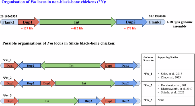 The genomic structure of complex chromosomal rearrangement at the Fm ...