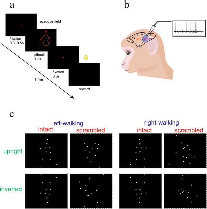 Hierarchical and distinct biological motion processing in macaque visual cortical areas MT and ...